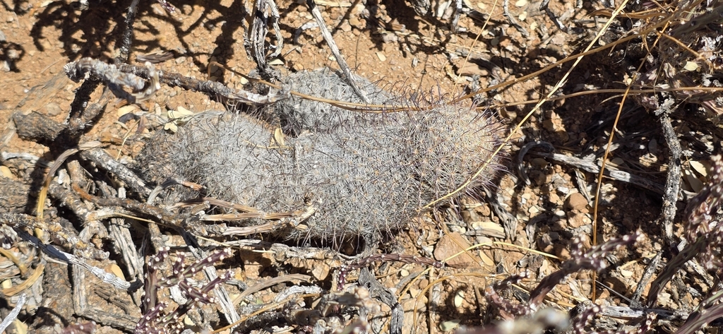 Graham's nipple cactus from Tucson, AZ 85743, USA on April 7, 2025 at ...