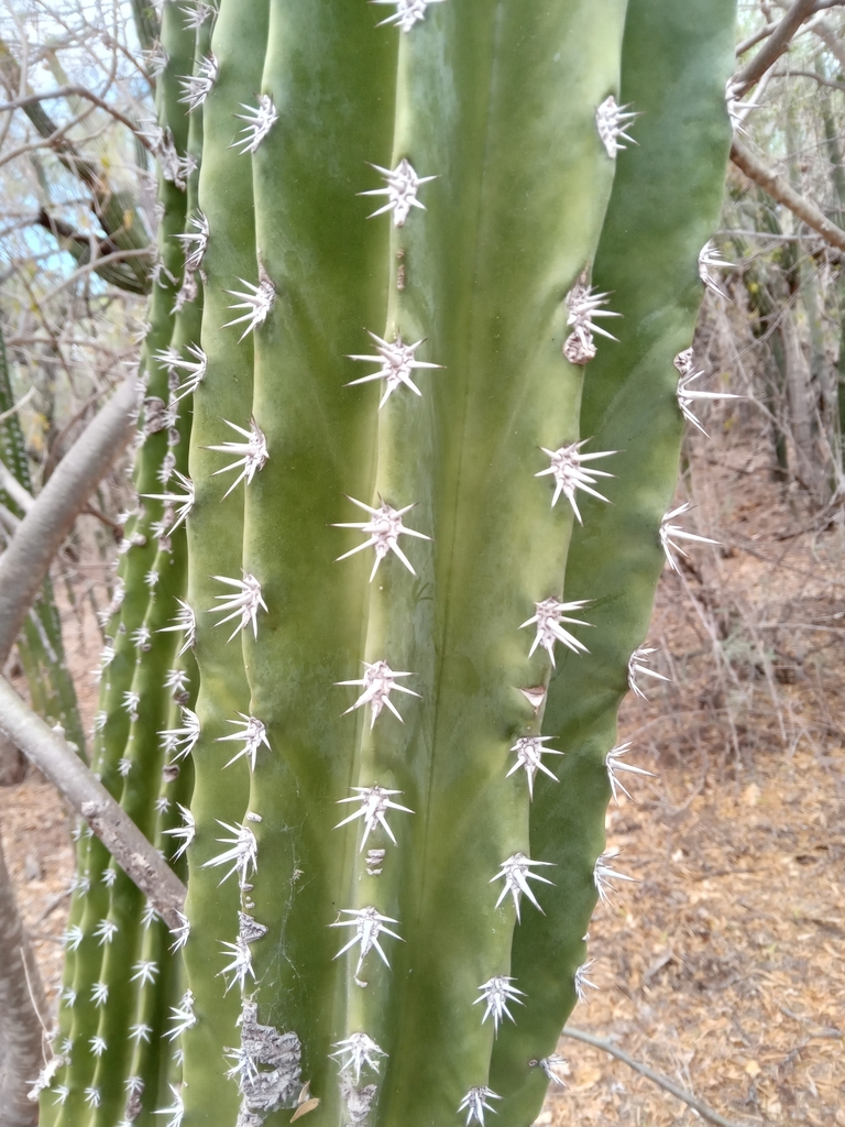 Cardón hecho desde 23217 B.C.S., México el 25 de marzo de 2025 a las 10 ...