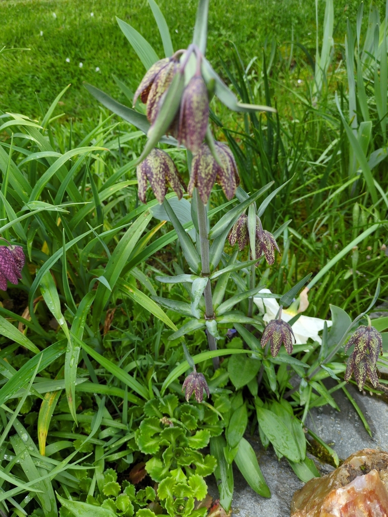 checker lily from Salem on April 07, 2025 at 02:58 PM by Kerry ...
