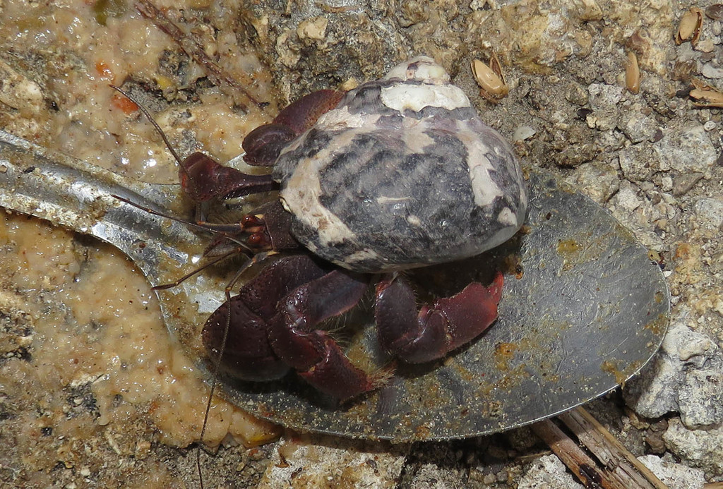 West Indian Top Shell from Isla Contoy, Quintana Roo on July 30, 2016 ...
