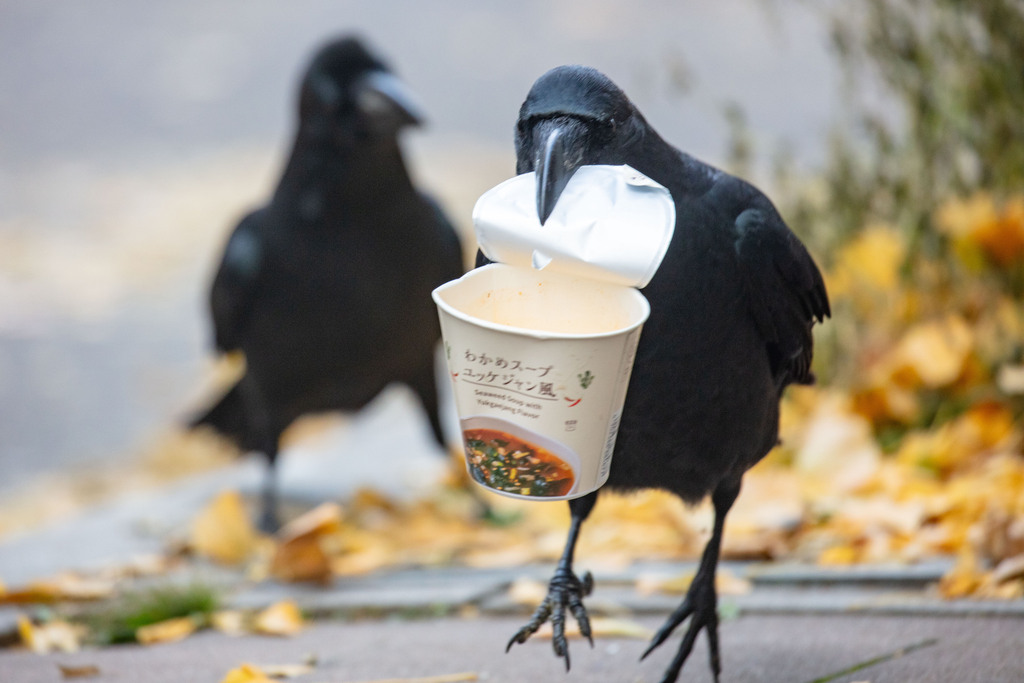 Large-billed Crow from Sapporo, Hokkaido, Japan on November 23, 2024 at ...