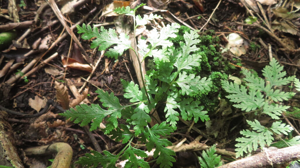 Sweet Fern from Pirinoa, New Zealand on April 6, 2025 at 11:56 AM by ...
