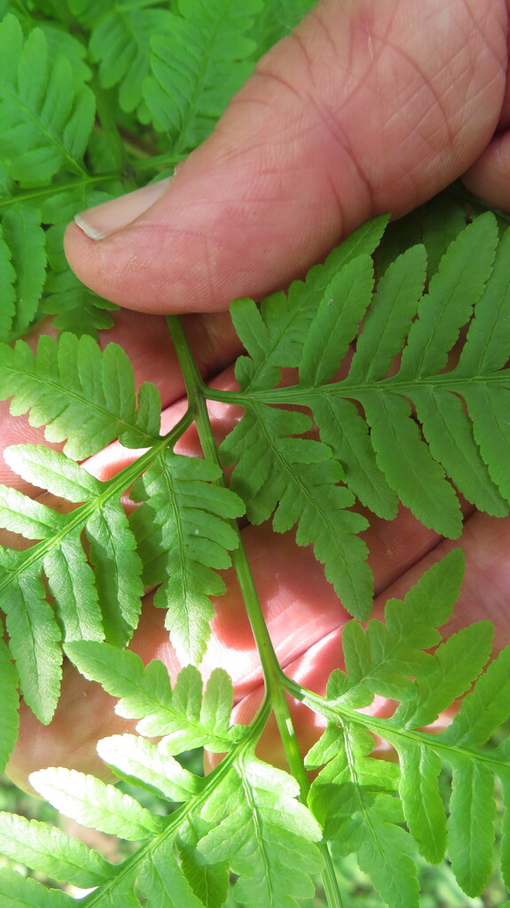 Shaking Brake from Pirinoa, New Zealand on April 06, 2025 at 02:09 PM ...