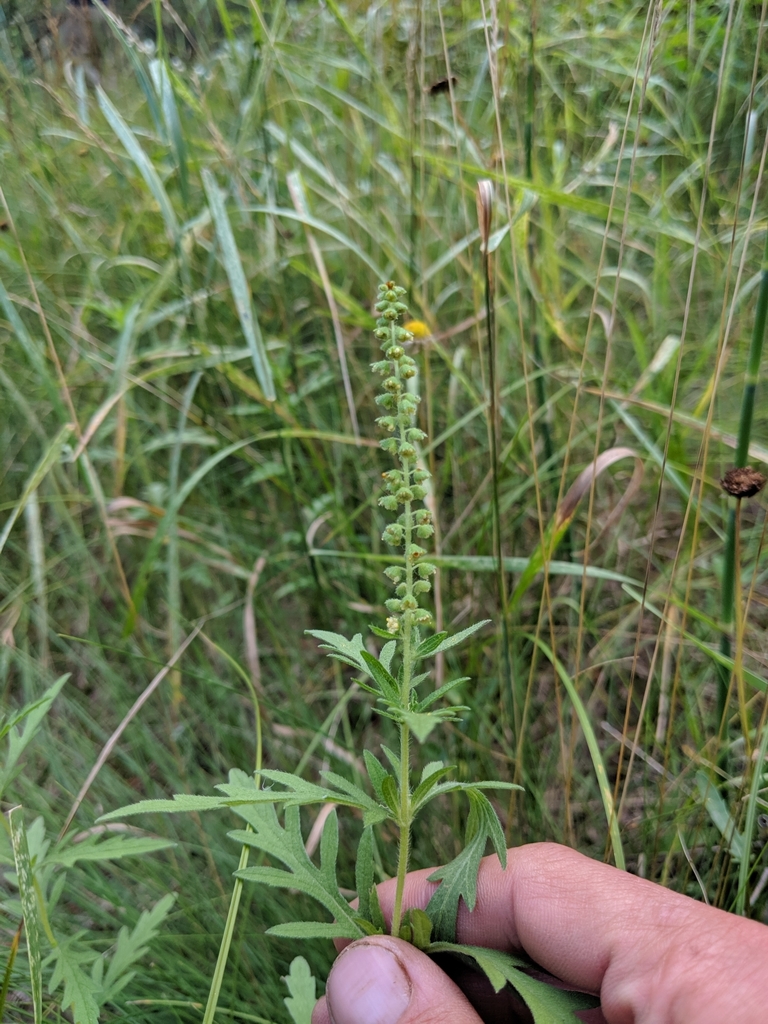 western ragweed from Oliver Paipoonge, ON, Canada on August 16, 2019 at ...