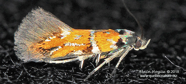 Spinach moth from Godmanchester, QC J0S, Canada on August 16, 2018 at ...