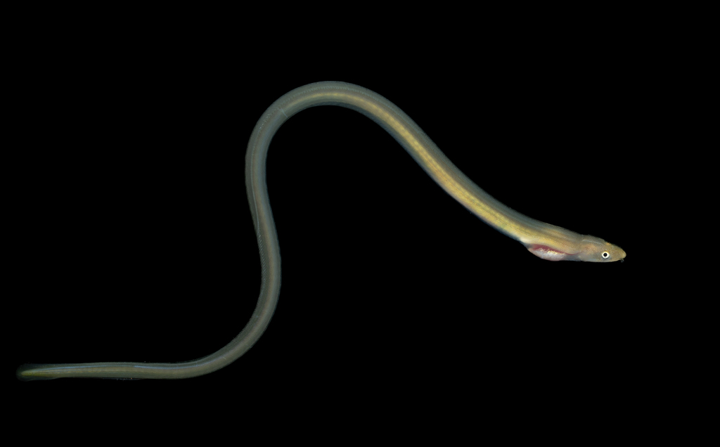 Longfin Snake Eel in April 2025 by Jamie Smith-Morvell · iNaturalist