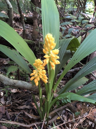 Calanthe ventilabrum · iNaturalist
