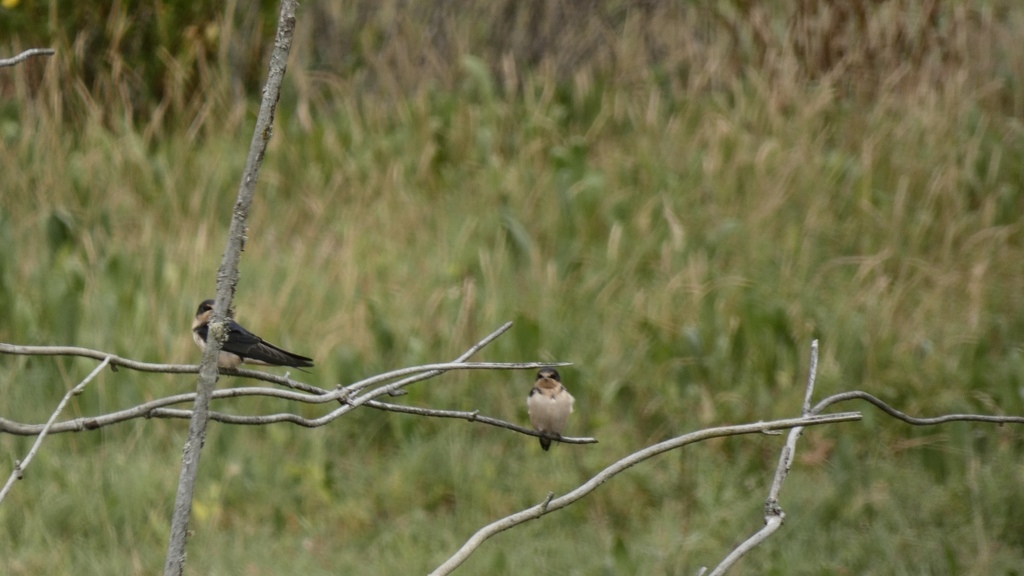 Barn Swallow from Nisqually National Wildlife Refuge, Olympia, WA, US ...