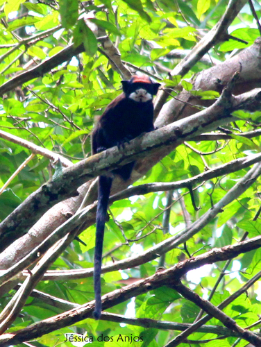 Red-cap Moustached Tamarin (Subspecies Saguinus mystax pileatus ...
