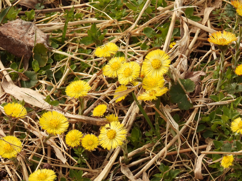 colt's-foot in April 2025 by John McKay · iNaturalist