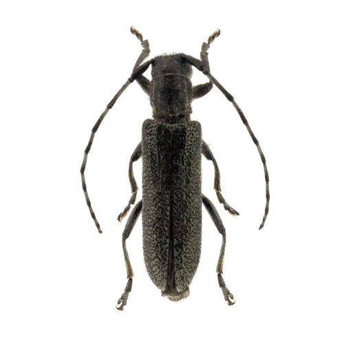 Subspecies Saperda moesta moesta · iNaturalist