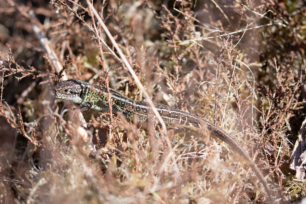 Sand Lizard in April 2025 by Valentin Thomas · iNaturalist