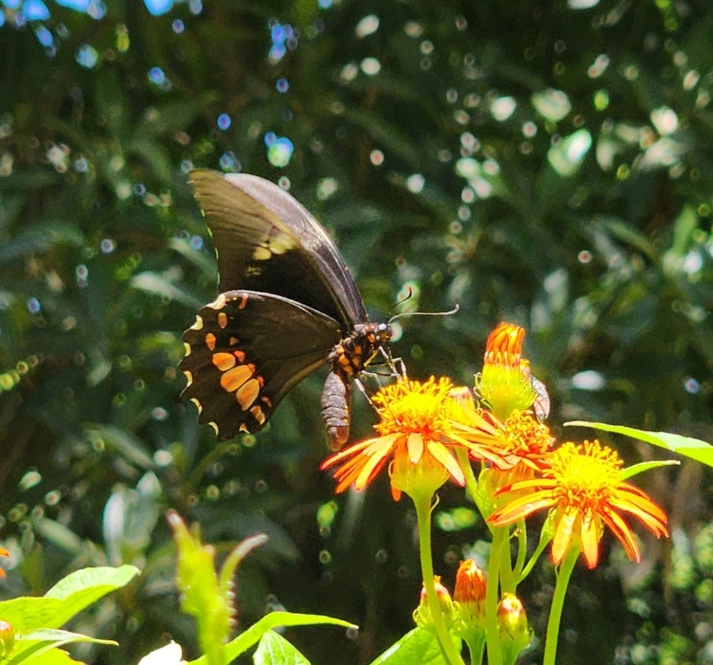 Ruby-spotted Swallowtail from Cabecera Municipal, García, N.L., México ...