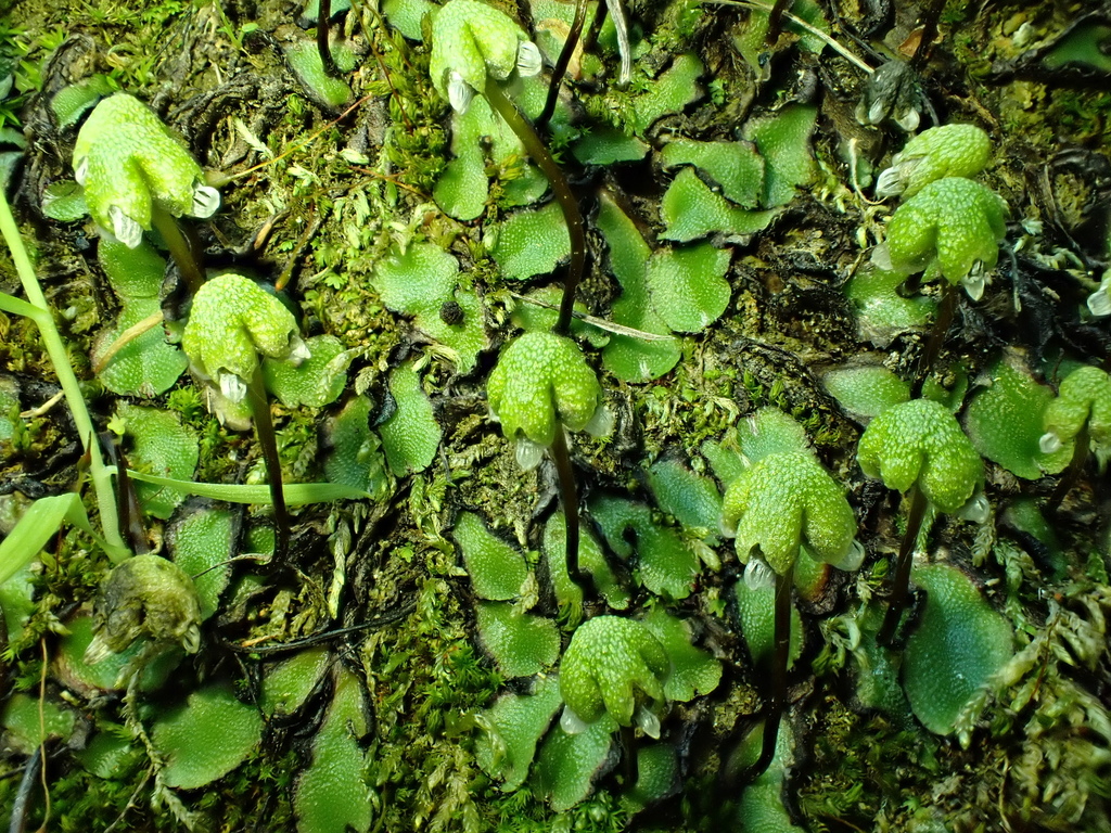 California asterella from Contra Costa County, CA, USA on April 8, 2025 ...