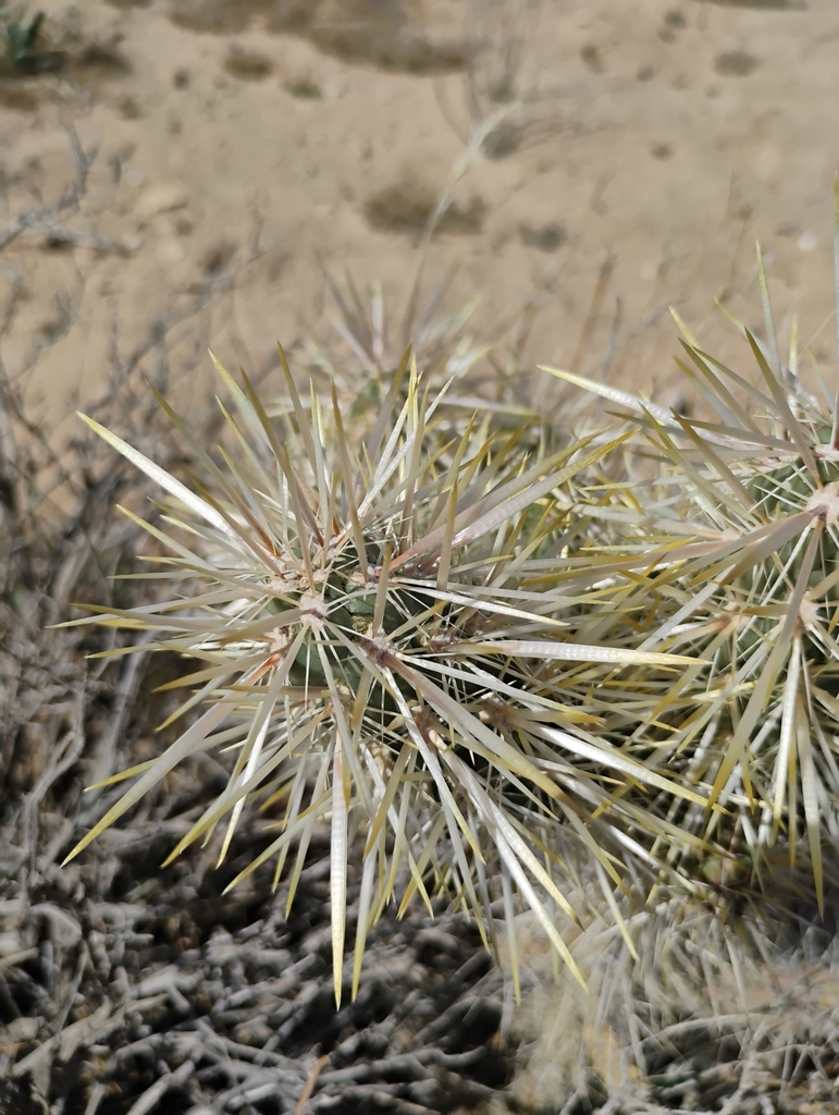 Silver Cholla from San Bernardino County, CA, USA on April 8, 2025 at ...