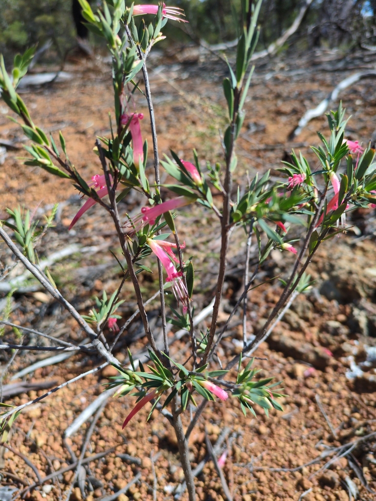 pink five-corners from Turill NSW 2850, Australia on April 9, 2025 at ...