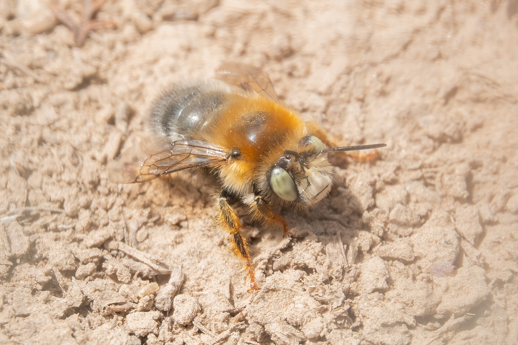 Common Digger Bees from 中国甘肃省兰州市榆中县 on April 09, 2025 at 10:58 AM by 冰鸟 ...