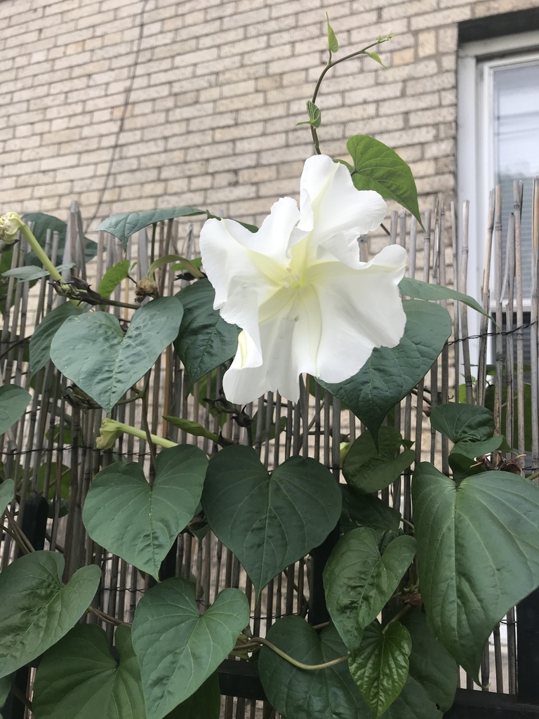 Moonflower from 1906 Grove St, New York, NY, US on August 15, 2019 at ...