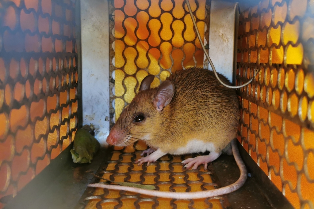 Red Spiny Rat from 23HJ+28, Bo Kluea Tai, Bo Kluea District, Nan 55220 ...