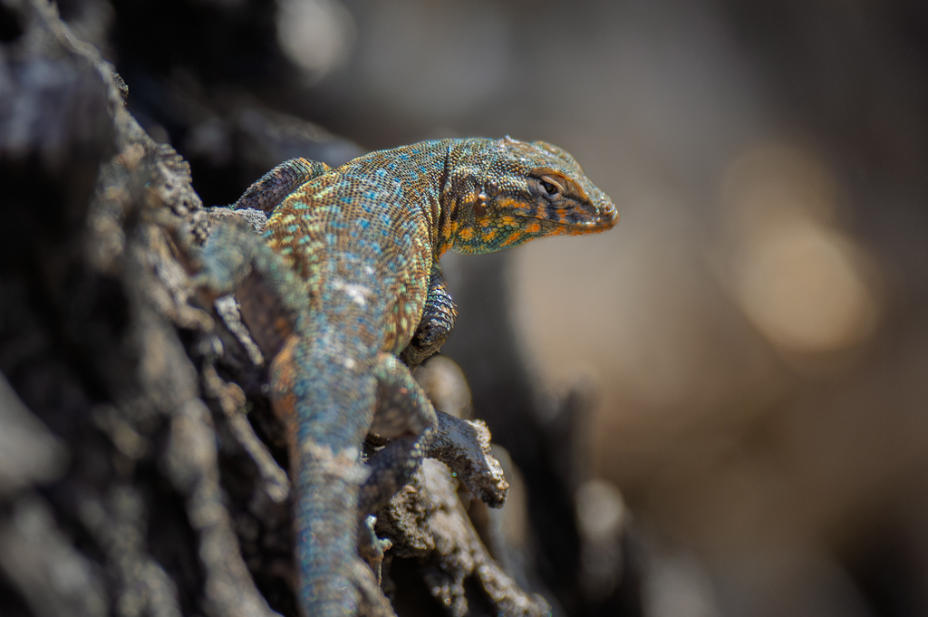 Western Side-blotched Lizard from Maricopa County, AZ, USA on April 9 ...