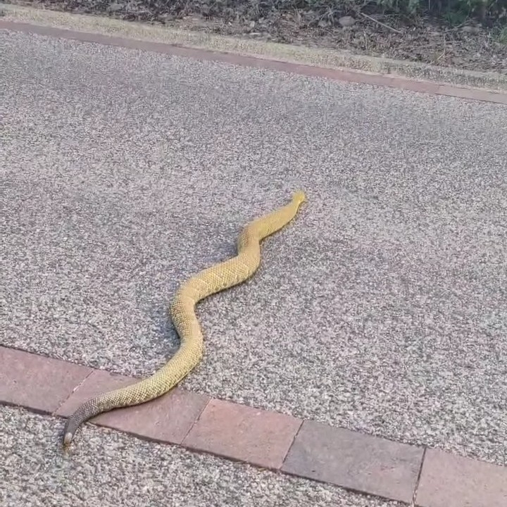 Basilisk Rattlesnake from 63727 Nay., México on April 8, 2025 at 12:40 ...