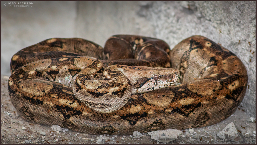 Mexican West Coast Boa Constrictor from Casa on July 30, 2020 at 12:00 ...