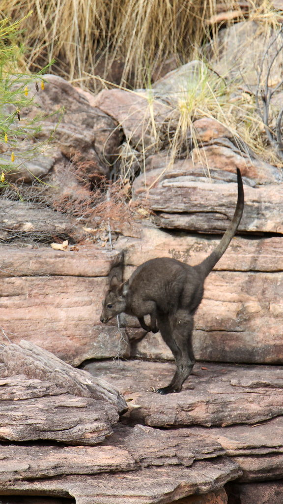 Black Wallaroo in July 2023 by Jamie Smith-Morvell · iNaturalist
