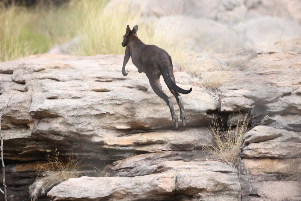 Black Wallaroo in July 2023 by Jamie Smith-Morvell · iNaturalist