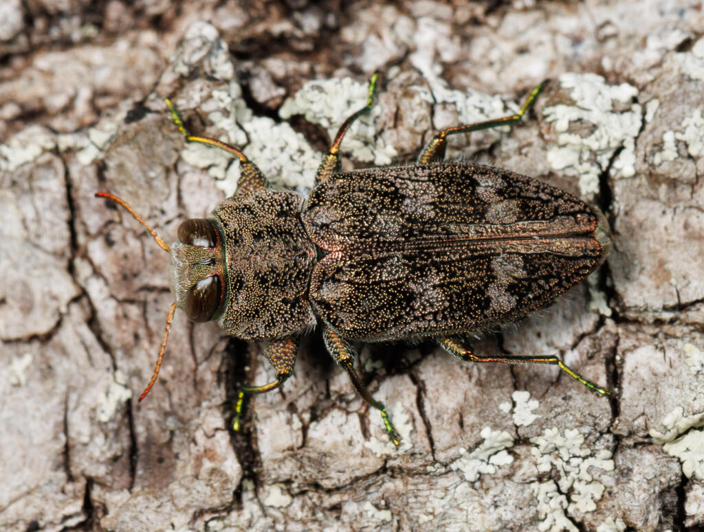 Chrysobothris femorata from Seminole County, US-FL, US on April 5, 2025 ...
