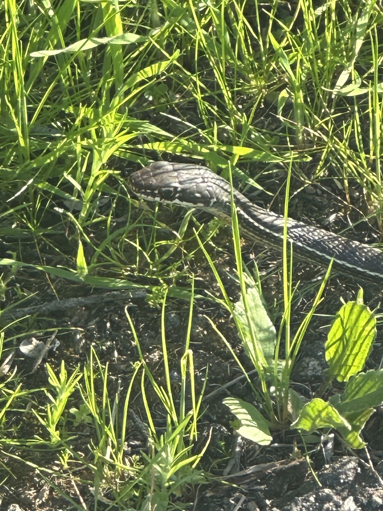 California Striped Racer from Country Club Dr, Escondido, CA, US on ...