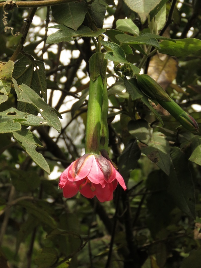 Curubo (Biodiversidad de la vereda Canica) · iNaturalist