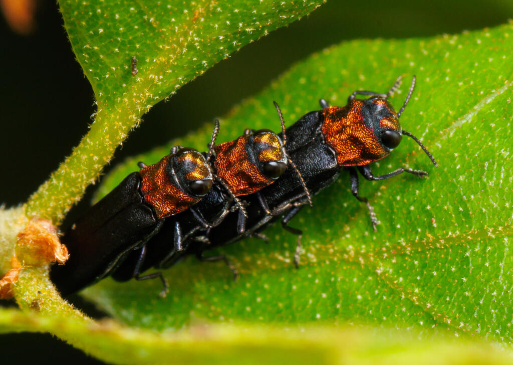 Agrilus rubroniger from Seminole County, US-FL, US on April 7, 2025 at ...