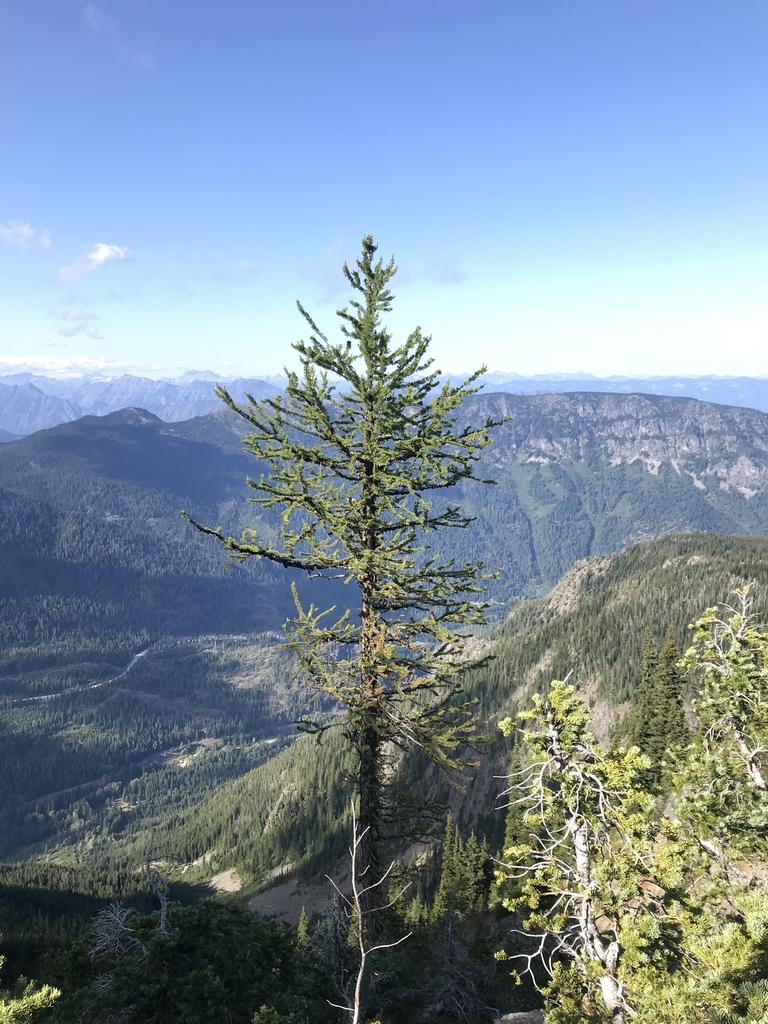 subalpine larch from Okanogan-Wenatchee National Forest, Leavenworth ...