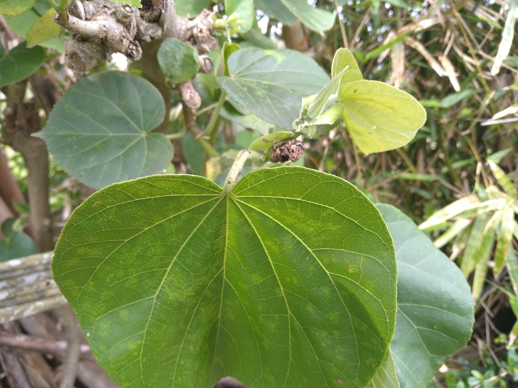 Desmidophorus crassus from 437台灣台中市大甲區建興入口 on April 08, 2025 at 11:28 ...