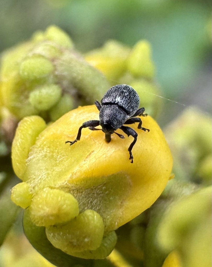 Cowpea Curculio from Avenida 07, Chetumal, Q. Roo., MX on April 9, 2025 ...