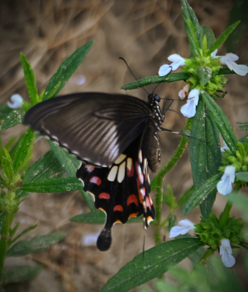 Common Mormon Swallowtail from 2R6Q+845, Salema, Tripura 799278, India ...