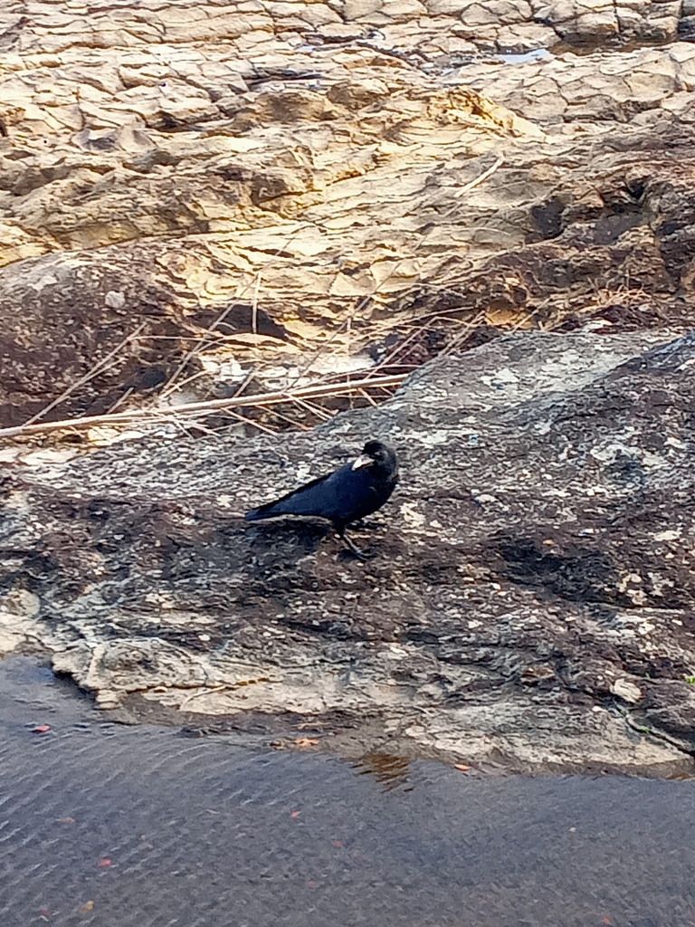 Japanese Crow from 22-22 Sanchōme, Shimoda, Shizuoka 415-0023, Japon on ...