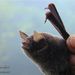 Wagner's mustached bat (Pteronotus personatus) · iNaturalist.org
