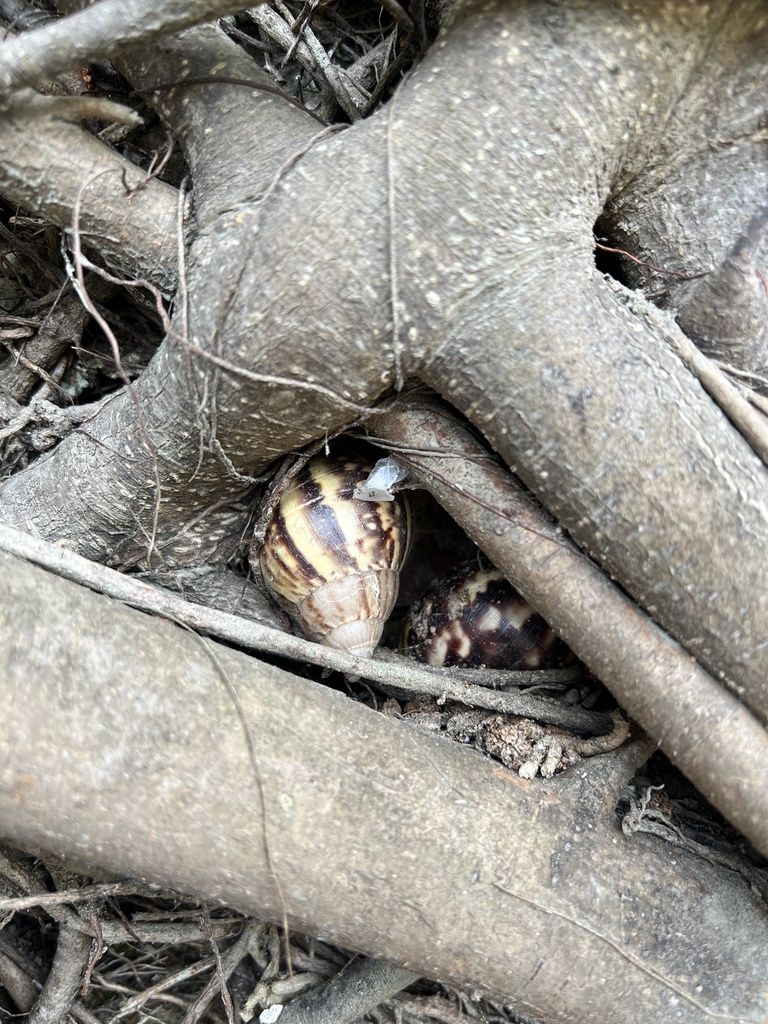 African Giant Snail from Taiwan, Anping District, Tainan City, TW on ...