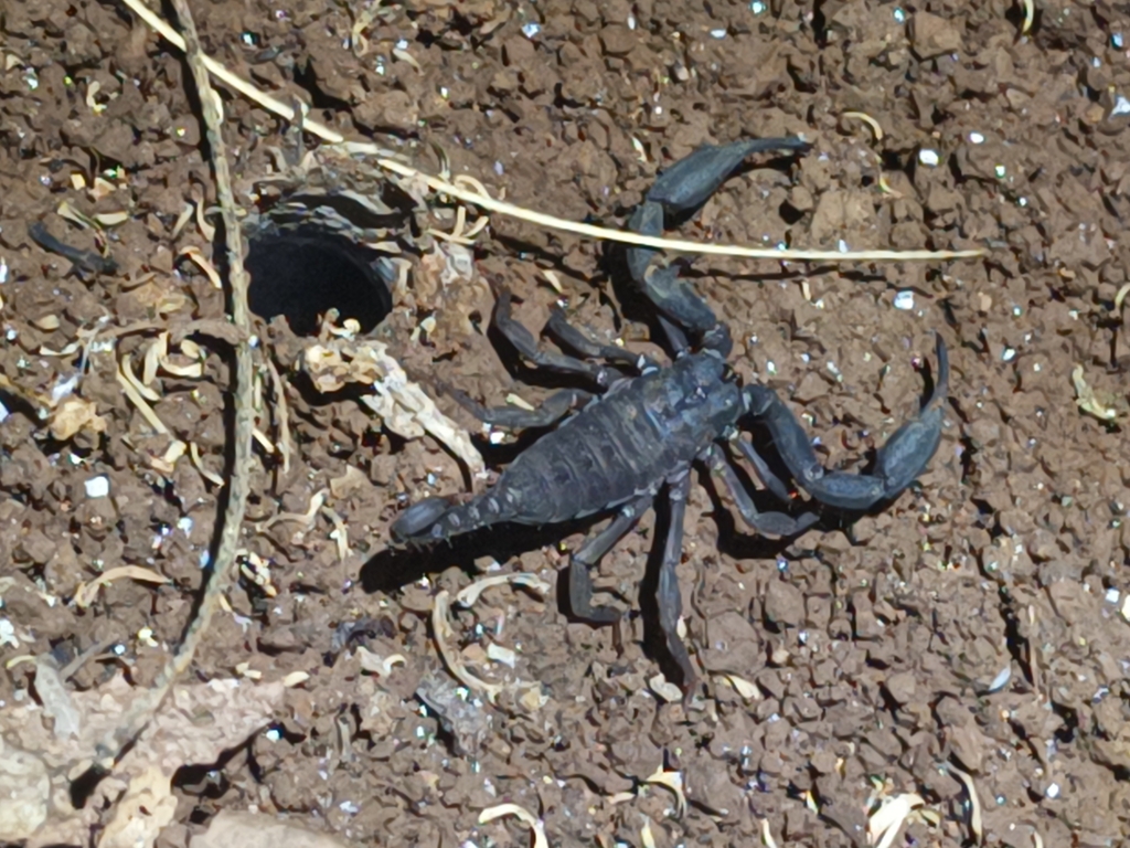 Scorpiops in April 2025 by Sam Finnie · iNaturalist