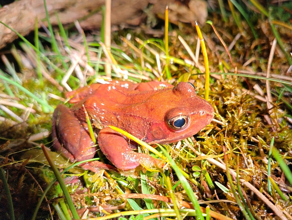 European Common Frog from Brynford, Holywell CH8 8BB, UK on 09 April ...