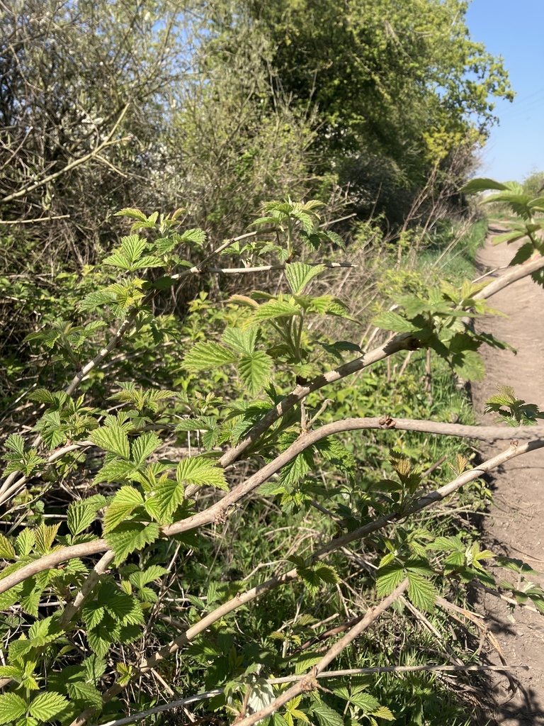 red raspberry from Saughall and Shotwick Park, Chester, England, GB on ...
