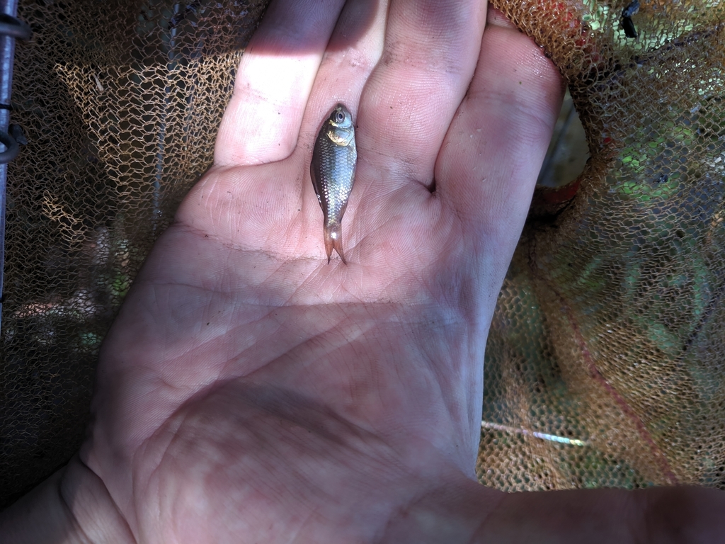 Cyprinids from Southeast Annadale, Staten Island, NY 10312, USA on ...