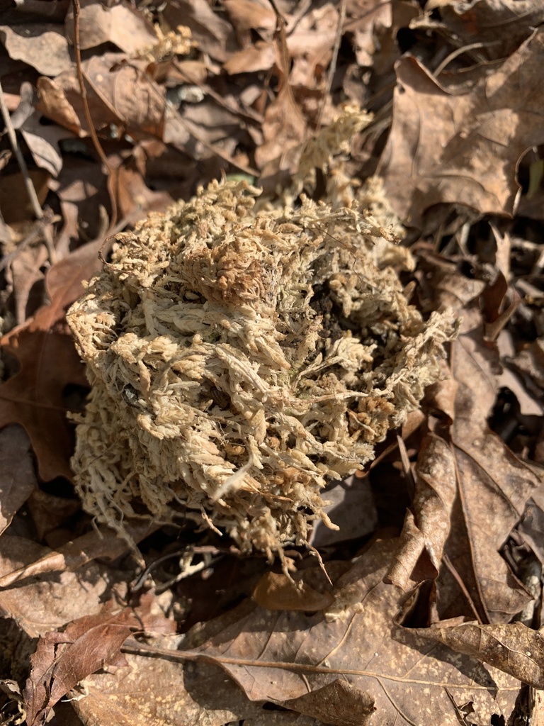 Sphagnum mosses from Princeton Way NE, Atlanta, GA, US on April 10 ...