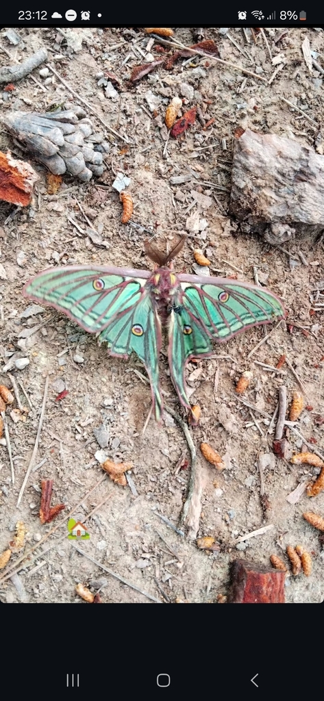 Spanish Moon Moth from 08251 Castellnou de Bages, Barcelona, Espanya on ...