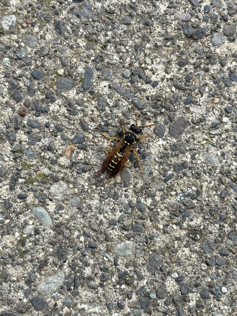 European Paper Wasp from Renton, WA, USA on April 3, 2025 at 02:10 PM ...