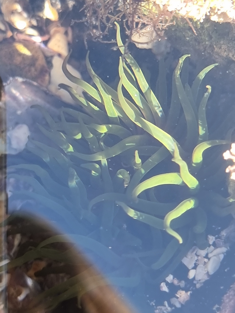 Green snakelock anemone from North Curl Curl NSW 2099, Australia on ...