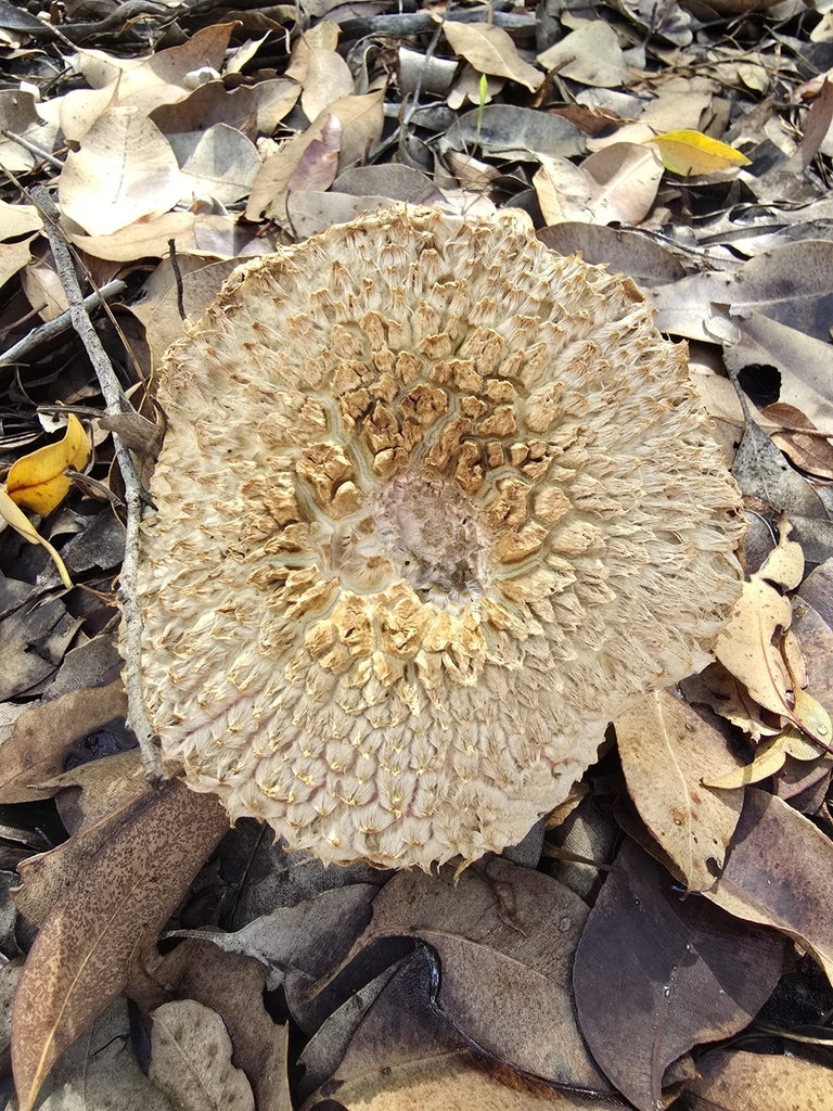 Boletellus ananiceps from Northcliffe WA 6262, Australia on April 11 ...