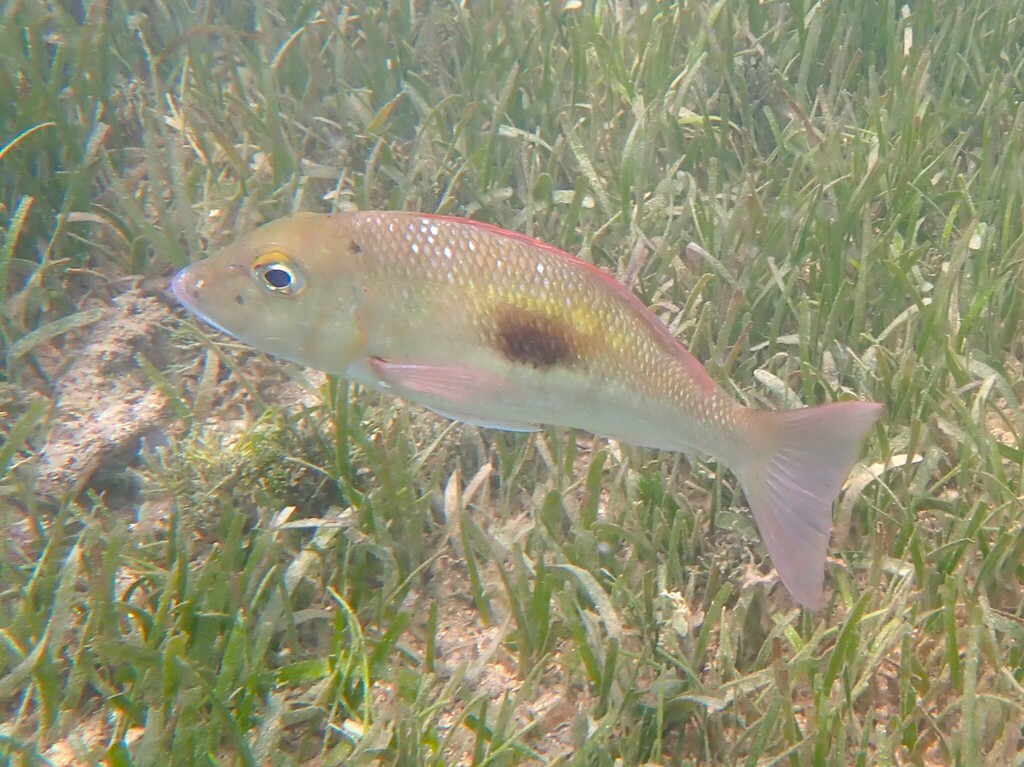 Thumbprint Emperor from Green Island QLD, Australia on April 5, 2025 at ...