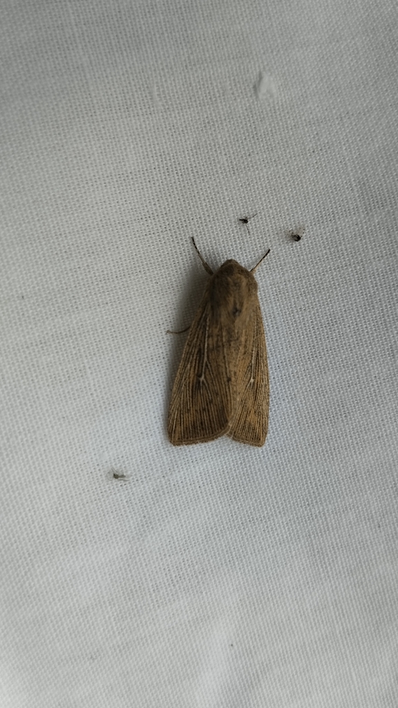 Obscure Wainscot from 3150 Arzila, Portugal on April 11, 2025 at 11:18 ...